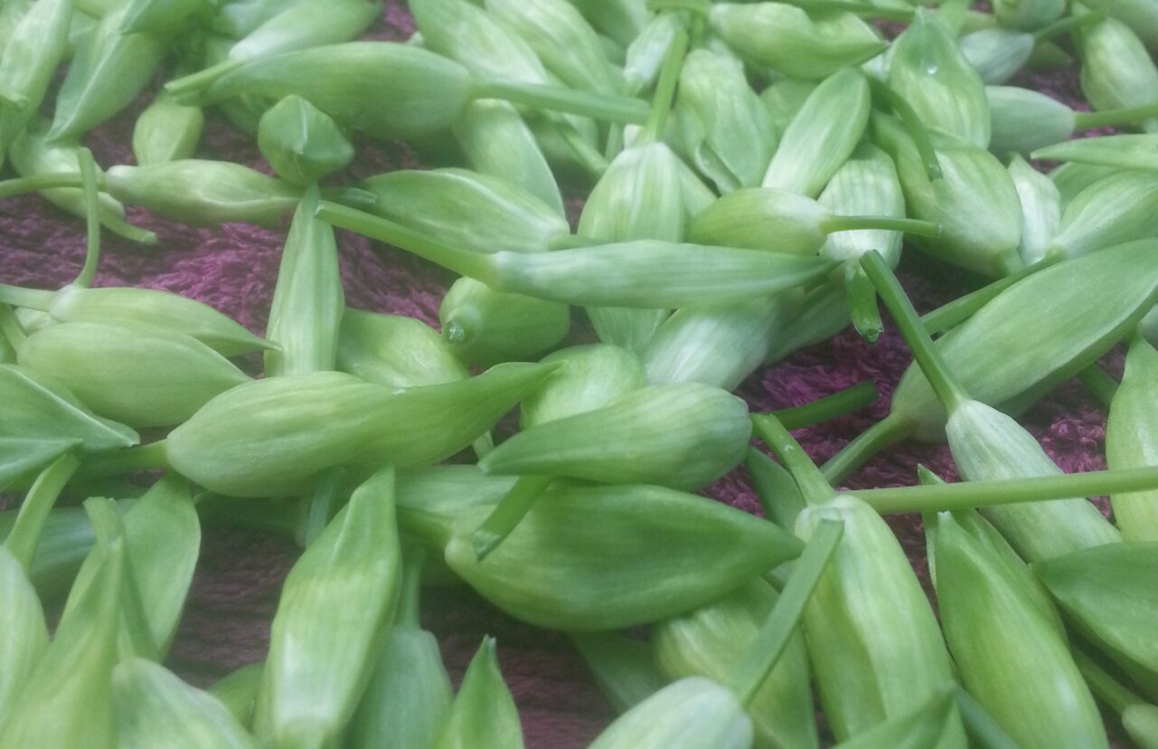 Fergus the forager & Friends | Courses/Recipes/Reference