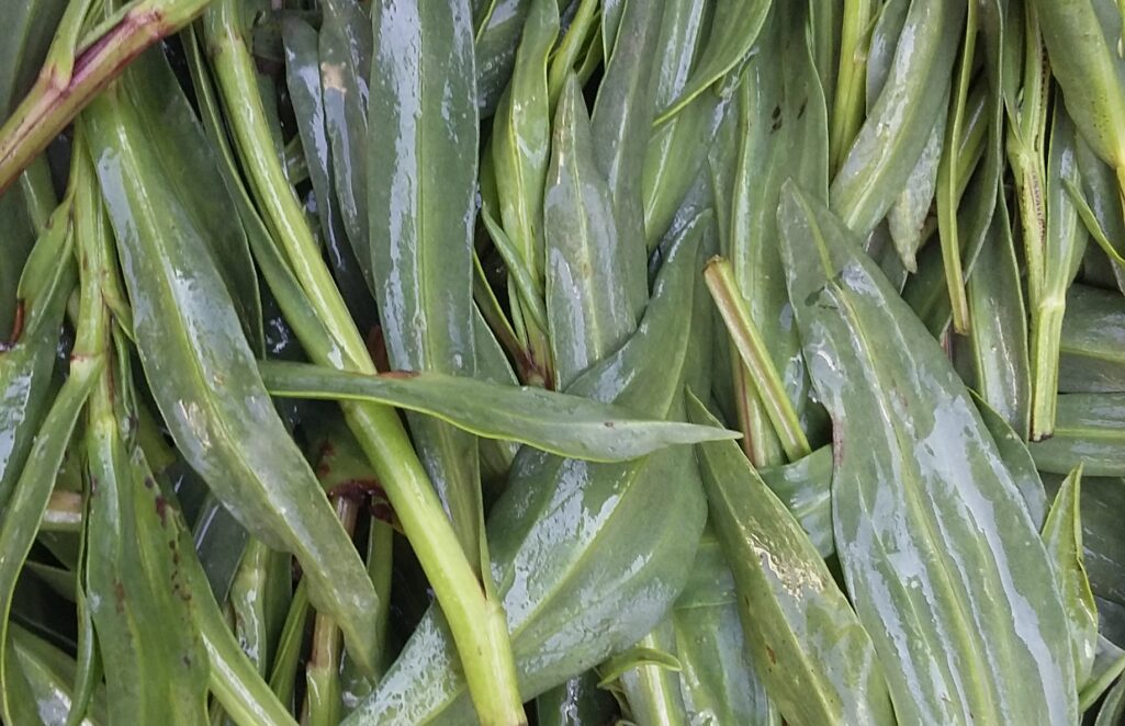 Fergus the forager & Friends | Courses/Recipes/Reference