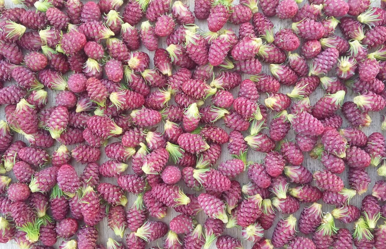 Fergus the forager & Friends | Courses/Recipes/Reference