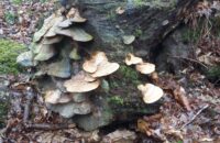 Fungi | Fergus The Forager