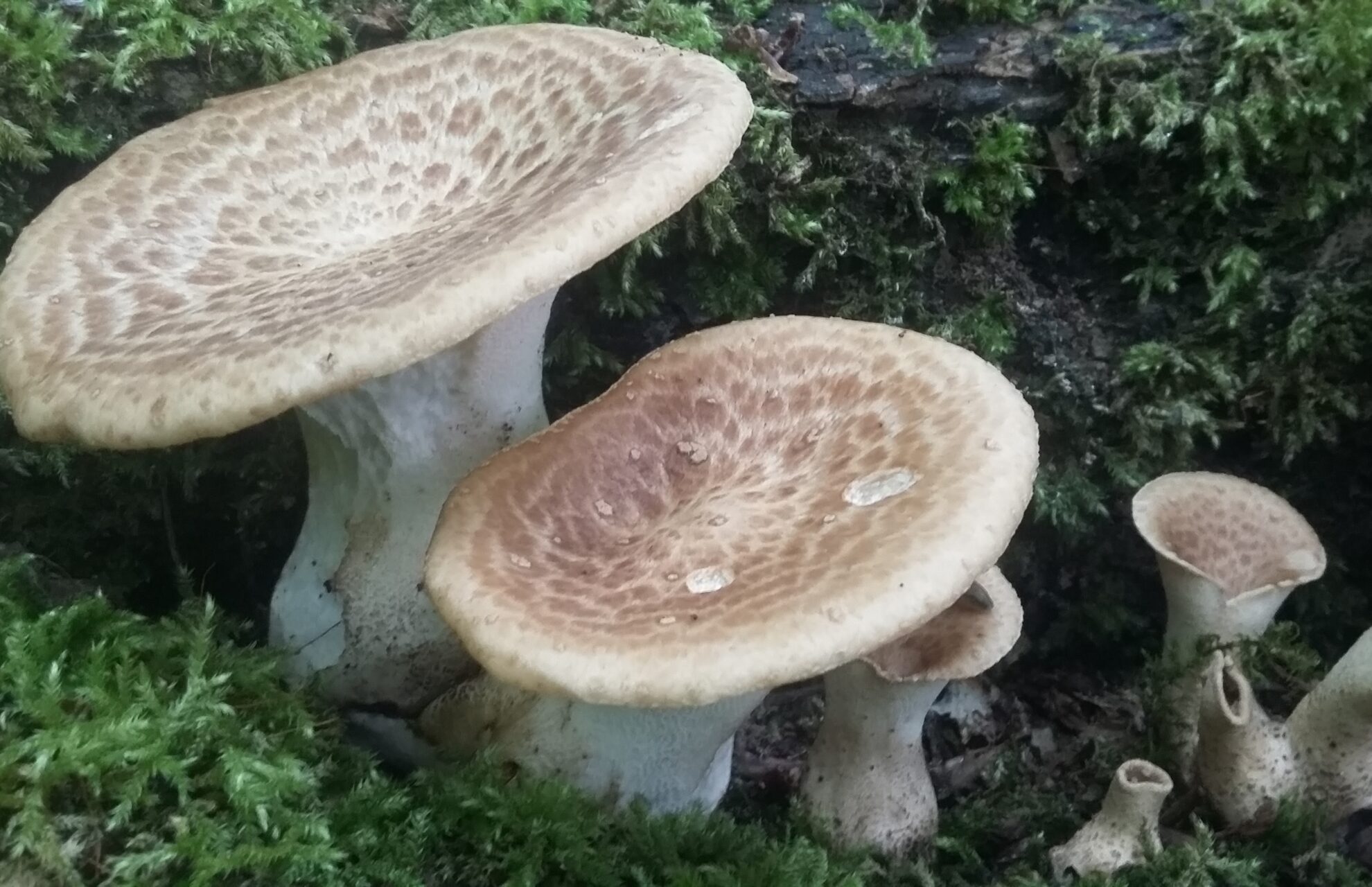 Fungi | Fergus The Forager