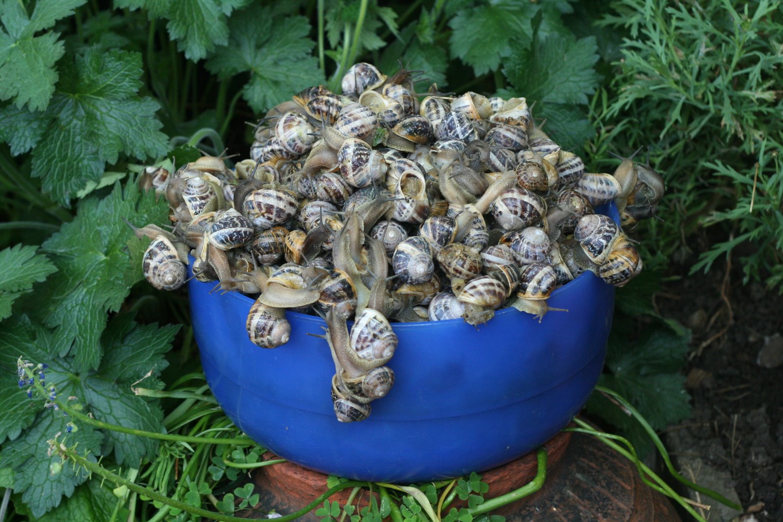 Slow Food | Fergus The Forager