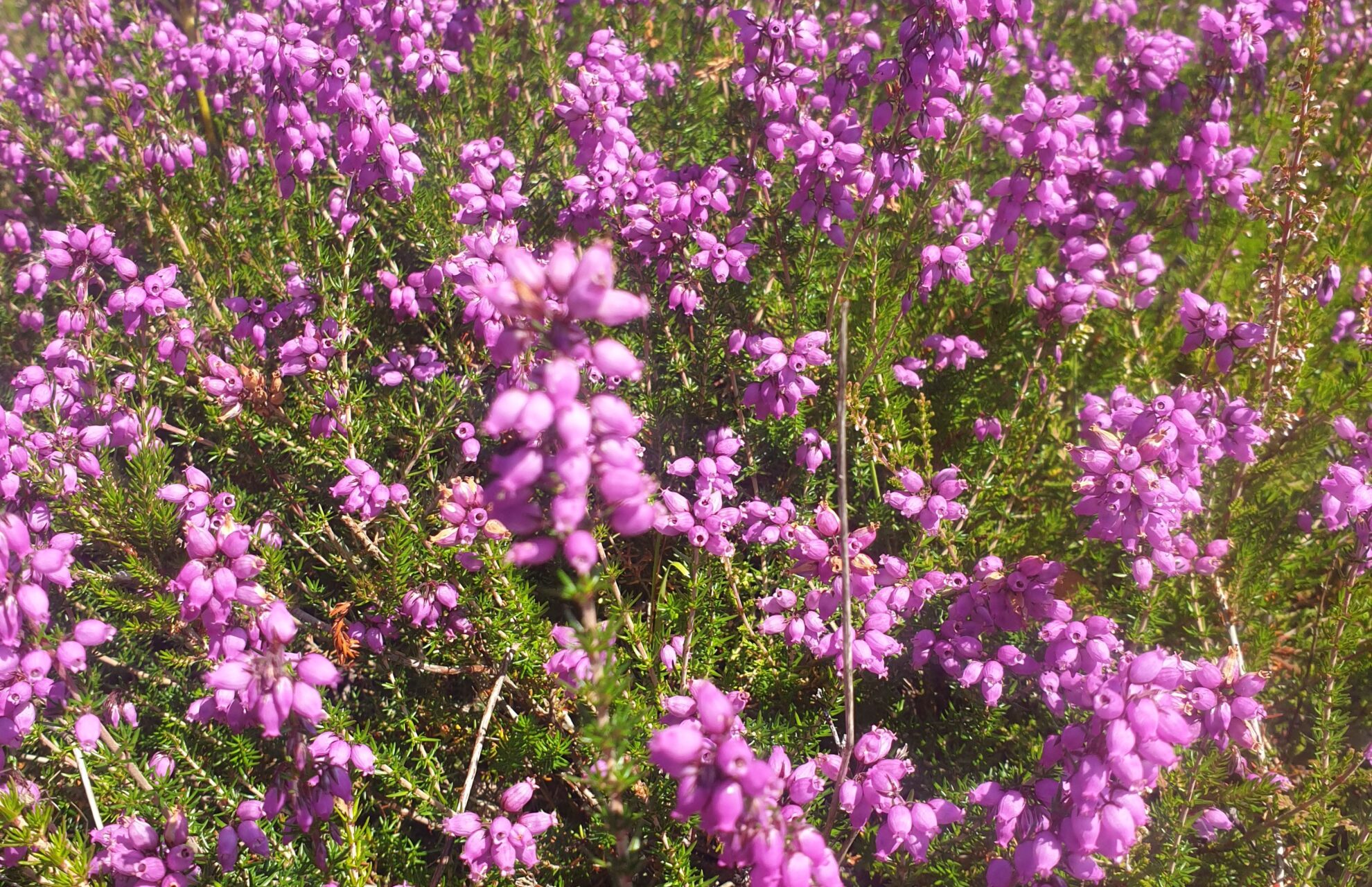 Land Plants | Fergus The Forager