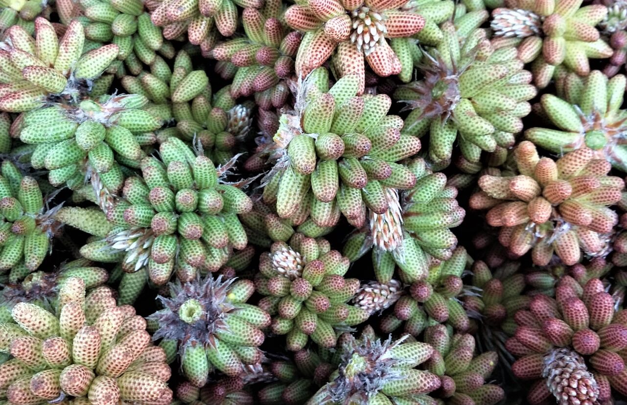 Fergus the forager & Friends | Courses/Recipes/Reference