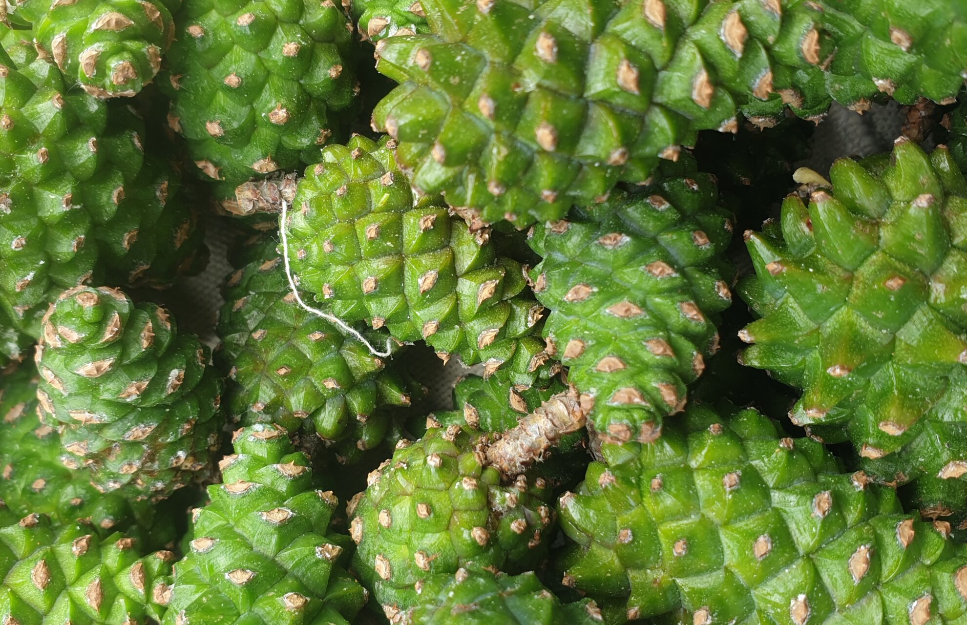 Fergus the forager & Friends | Courses/Recipes/Reference