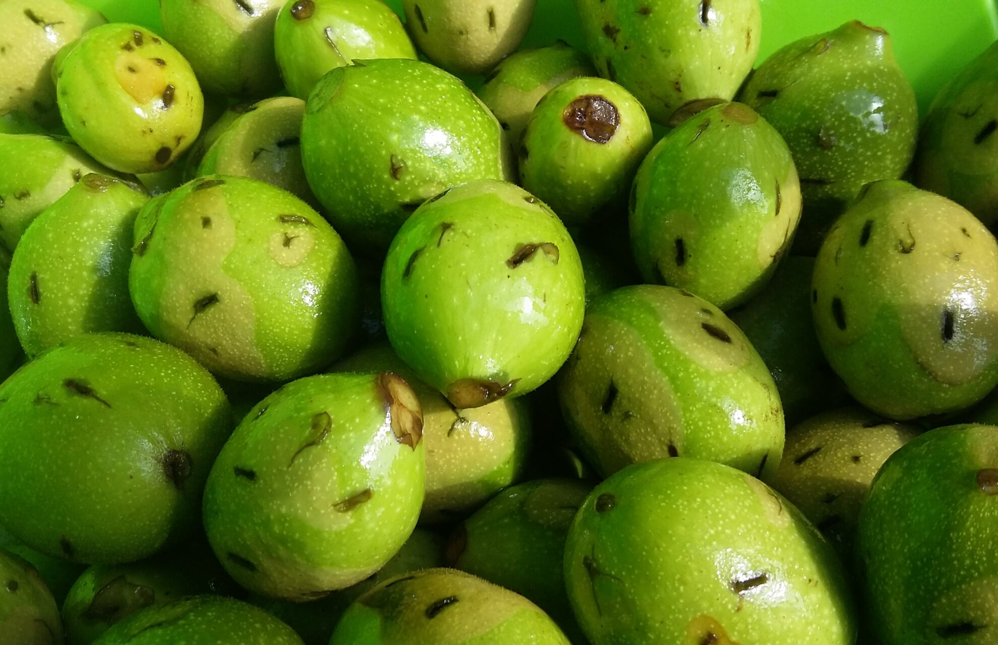 Fergus the forager & Friends | Courses/Recipes/Reference